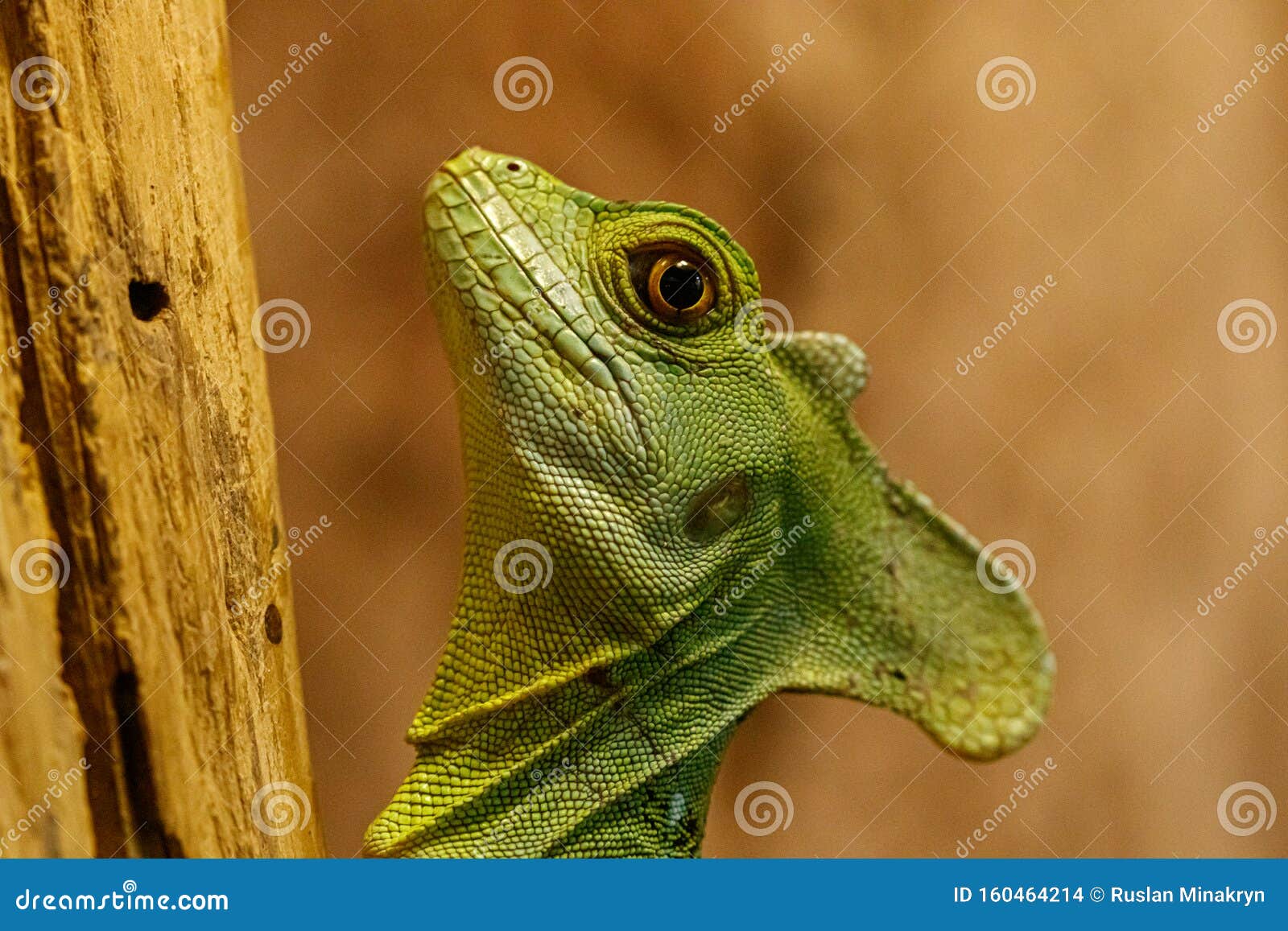Beautiful Green Lizard on a Branch Stock Photo - Image of environment ...