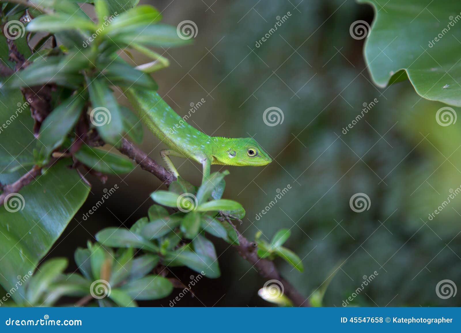 Beautiful green lizard. stock photo. Image of endangered - 45547658
