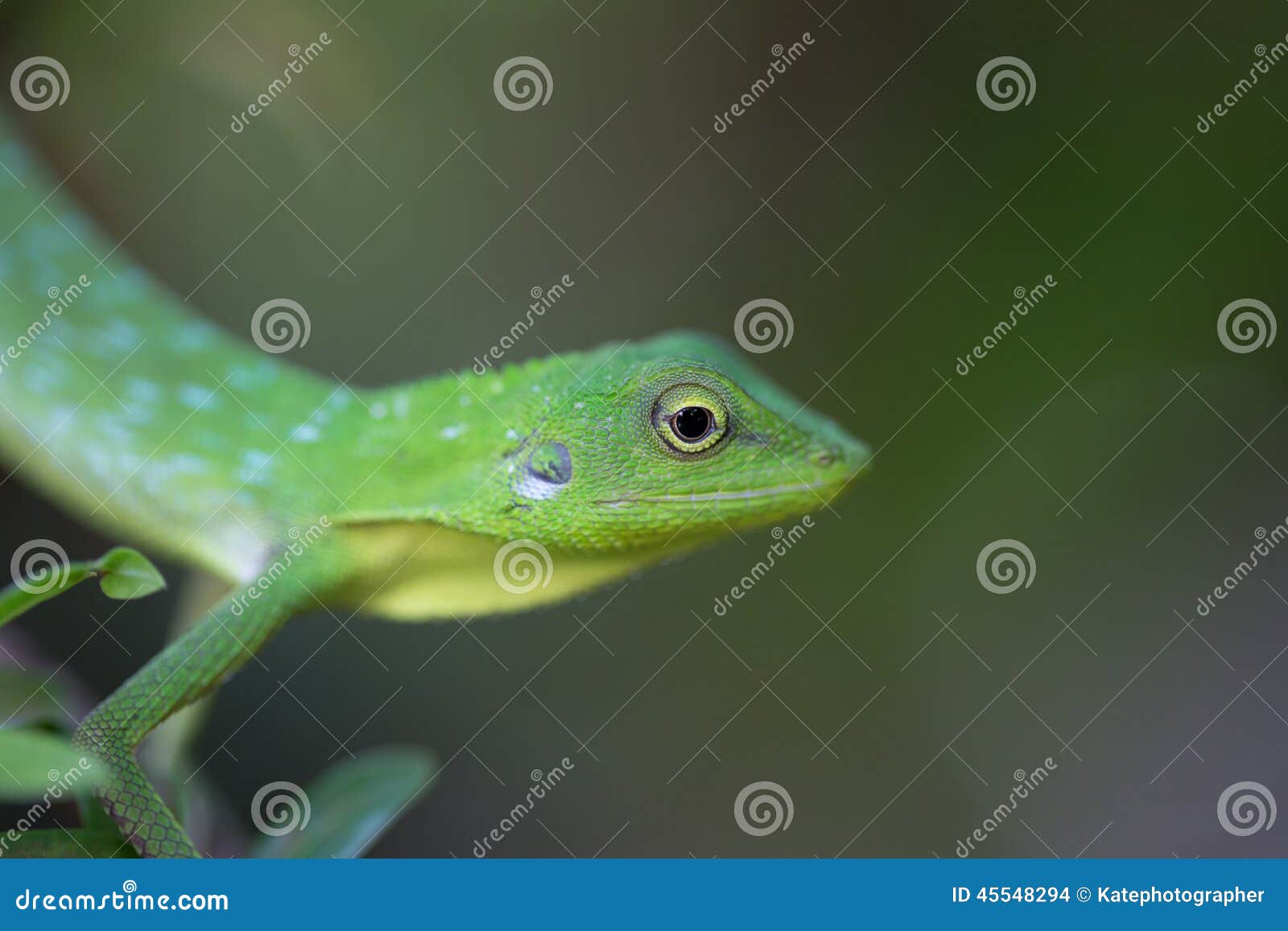 Beautiful green lizard. stock photo. Image of iguana - 45548294