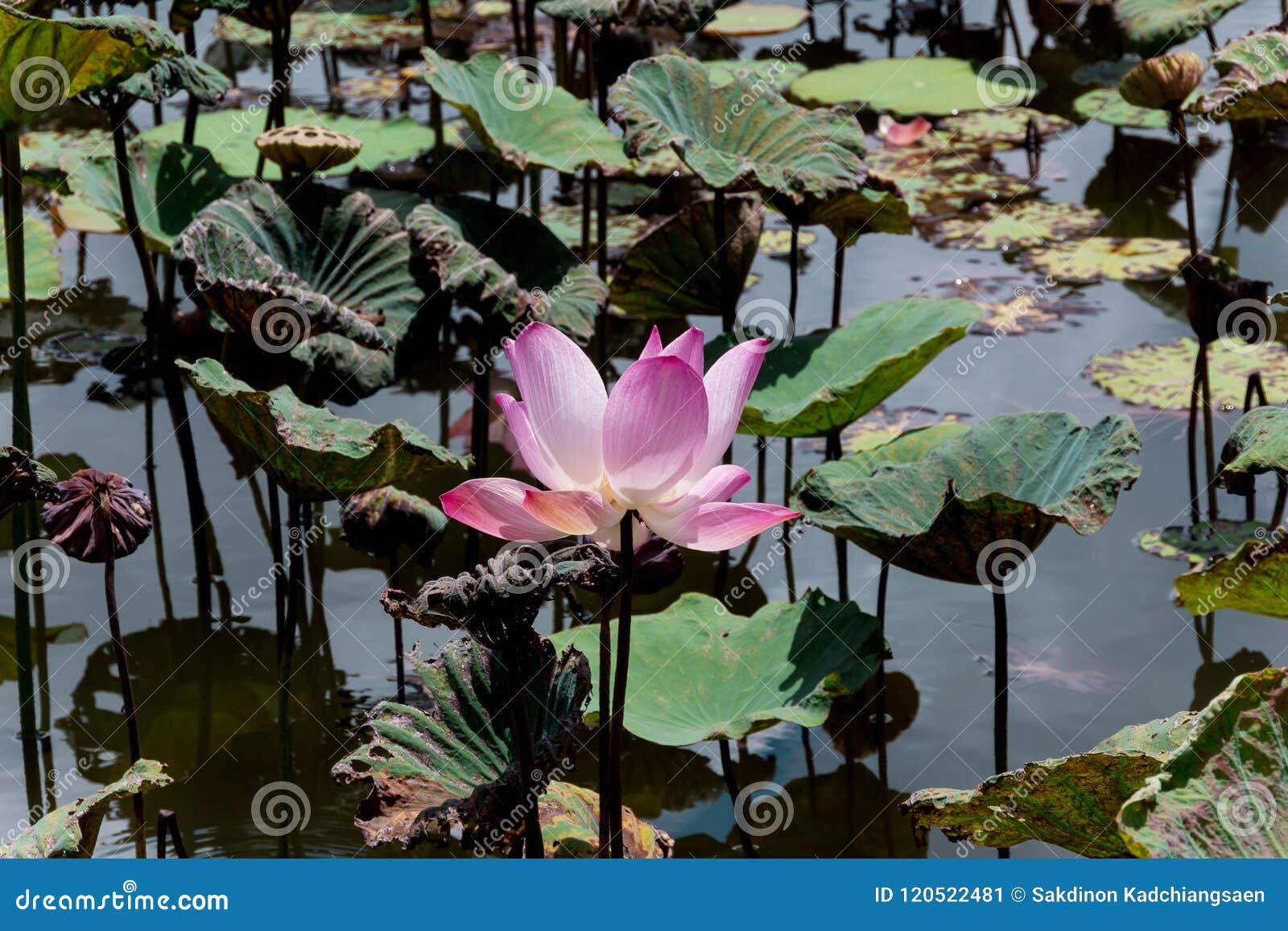 Beautiful green lotus tree stock image. Image of lotus - 120522481