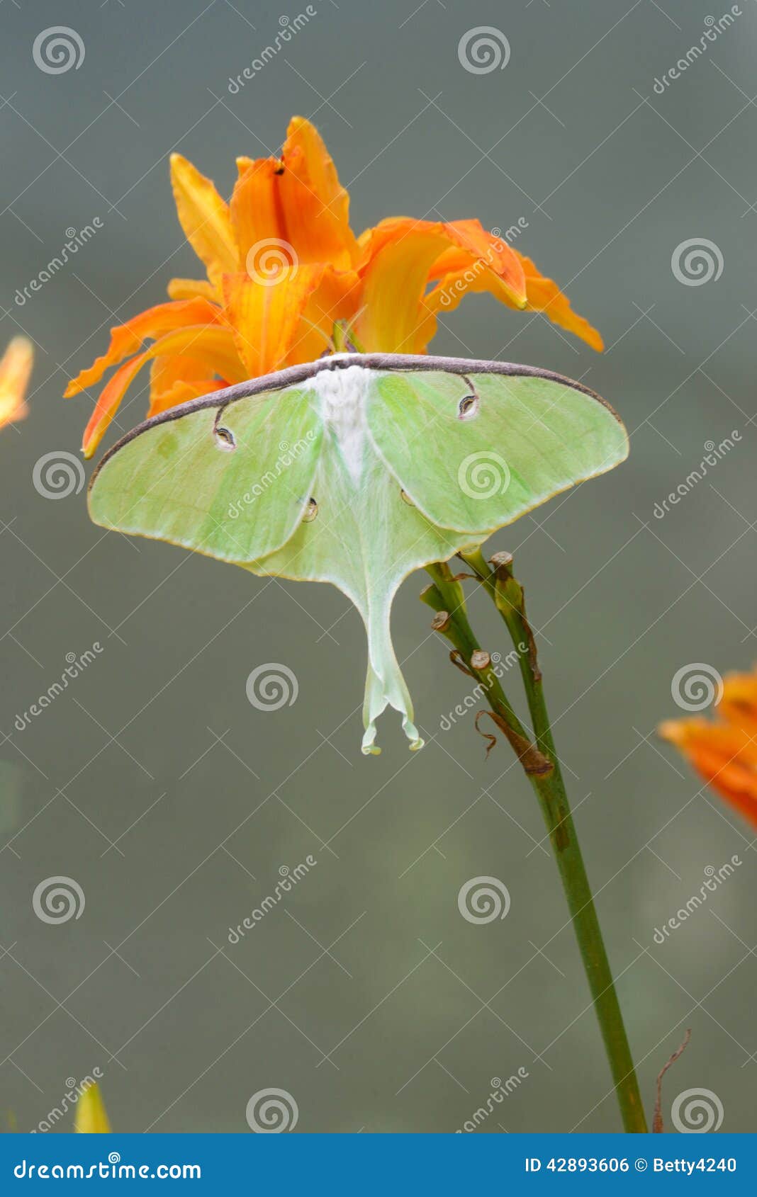 Beautiful Green Luna Moth Sits on a Day Lilly. Stock Photo - Image of ...