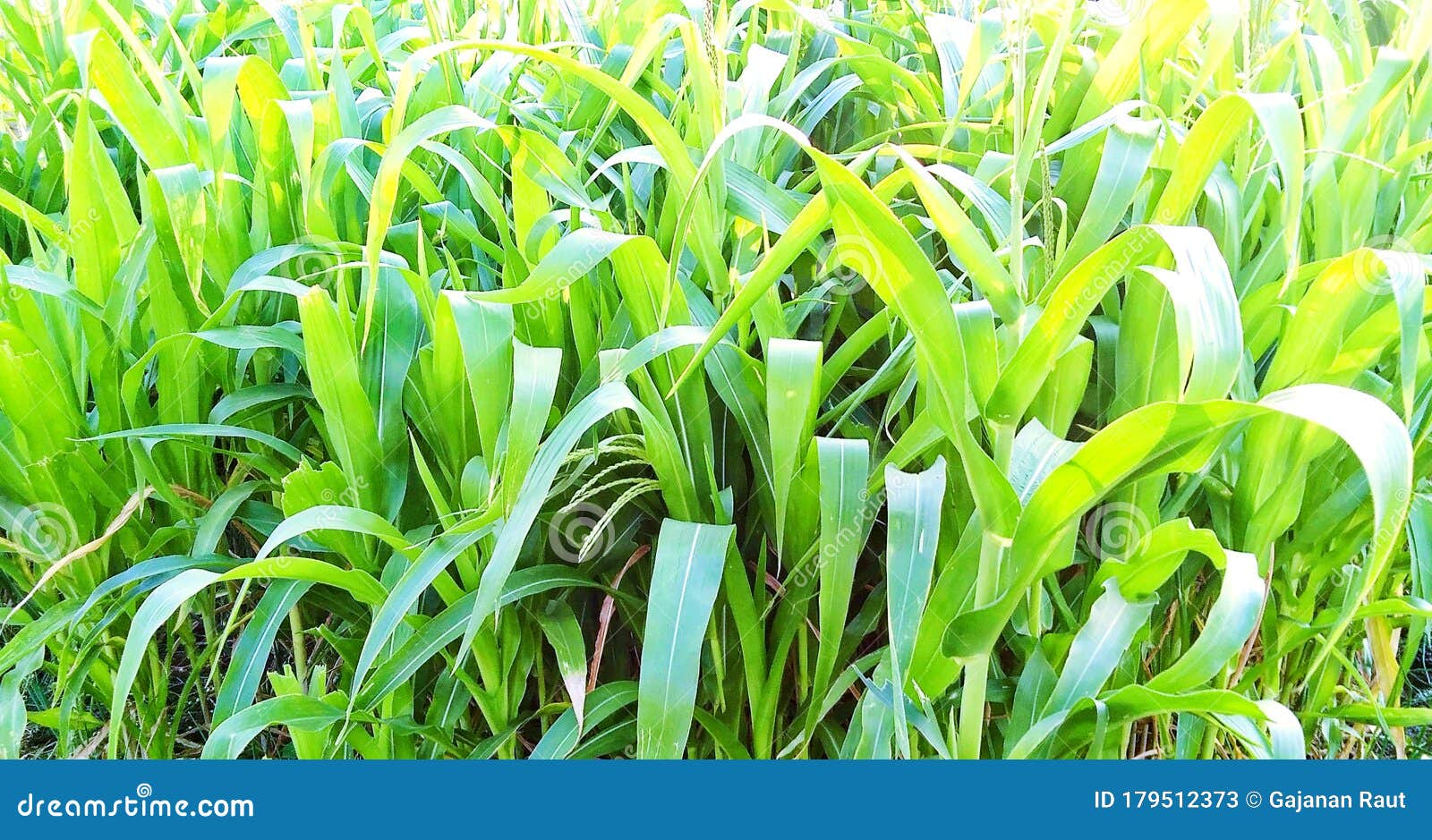 Beautiful Green Maize Crop in Farm Stock Image - Image of beautiful ...