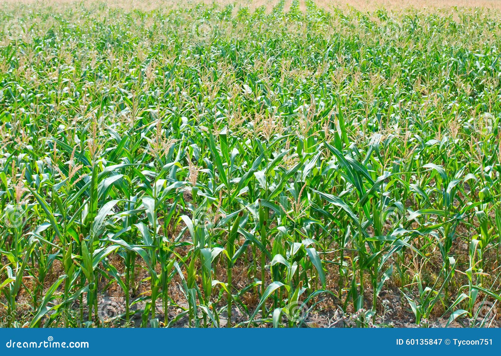 Beautiful Green Maize Field Stock Image - Image of beauty, field: 60135847