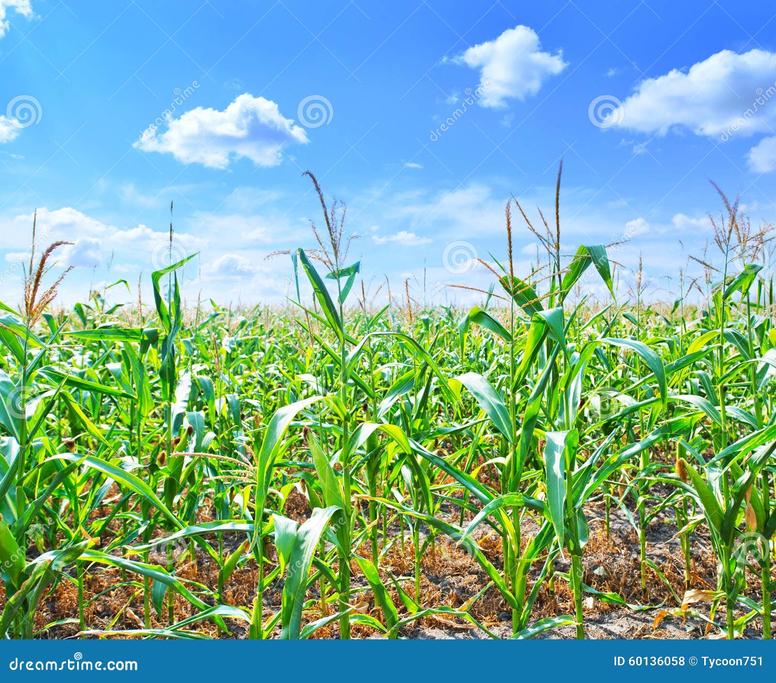 Beautiful Green Maize Field Stock Photo - Image of meadow, outdoor ...