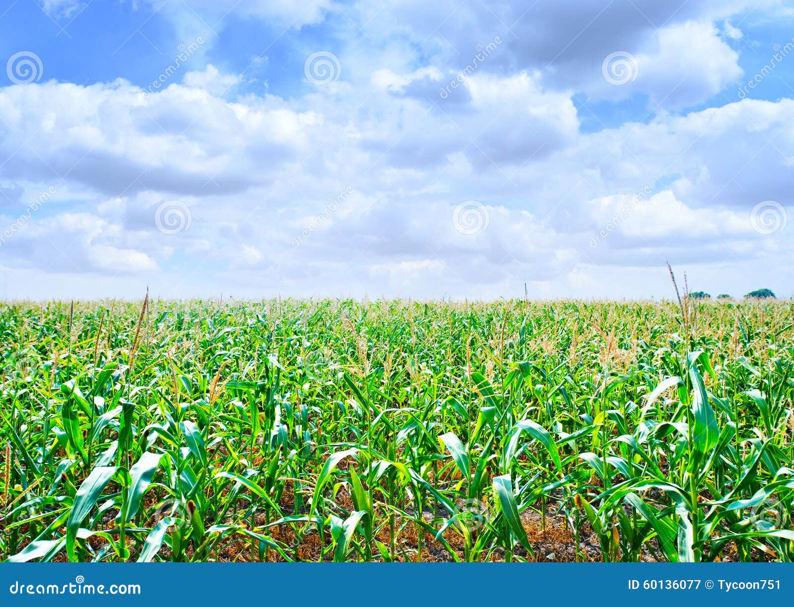 Beautiful Green Maize Field Stock Image - Image of organic, blue: 60136077