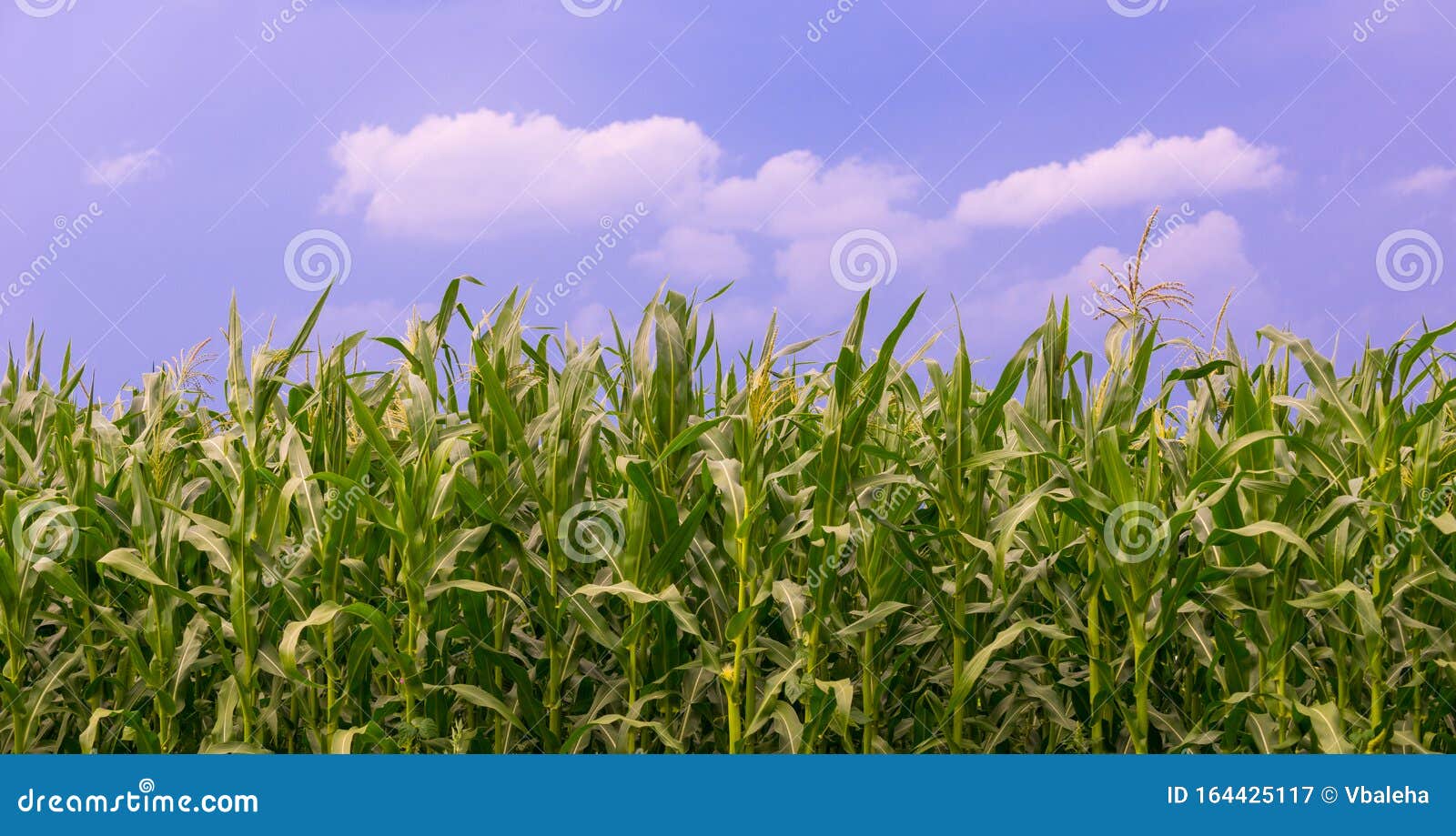 Beautiful Green Maize Field Stock Image - Image of agriculture, nature ...