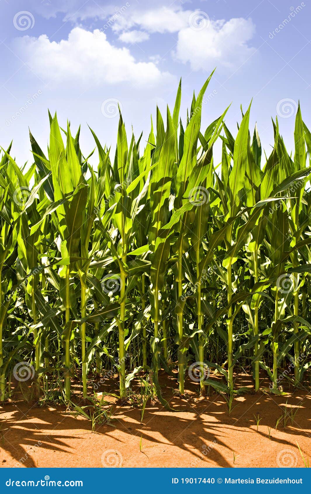 Beautiful Green Maize Growing on the Field Stock Photo - Image of ...