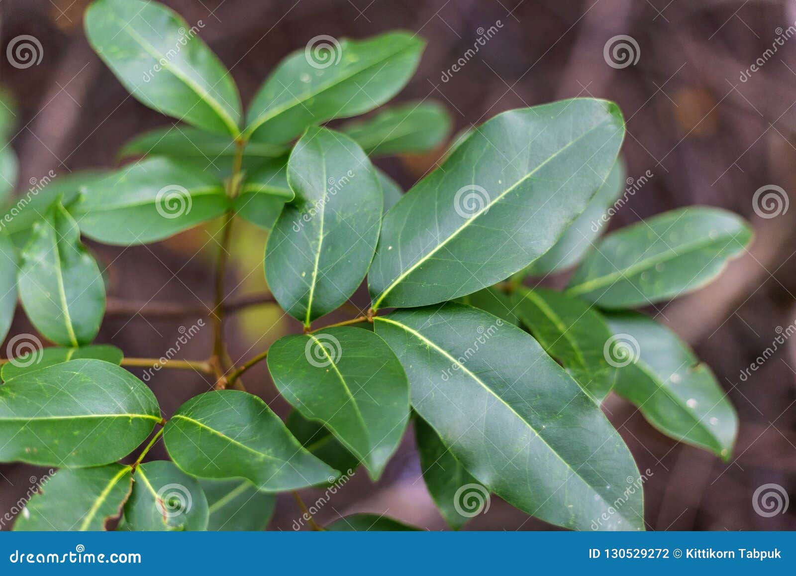 Beautiful Green Mangrove Leaves. for the Background Stock Photo - Image ...