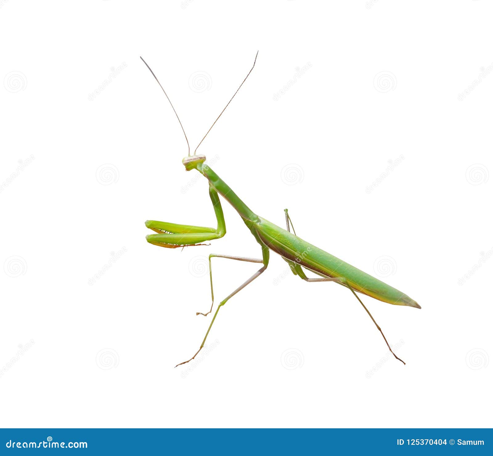 Beautiful mantis on white stock photo. Image of view - 125370404