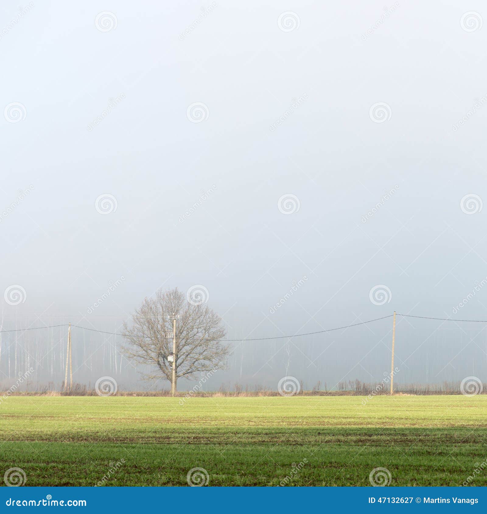 Beautiful Green Meadow in Heavy Mist Stock Image - Image of mist ...