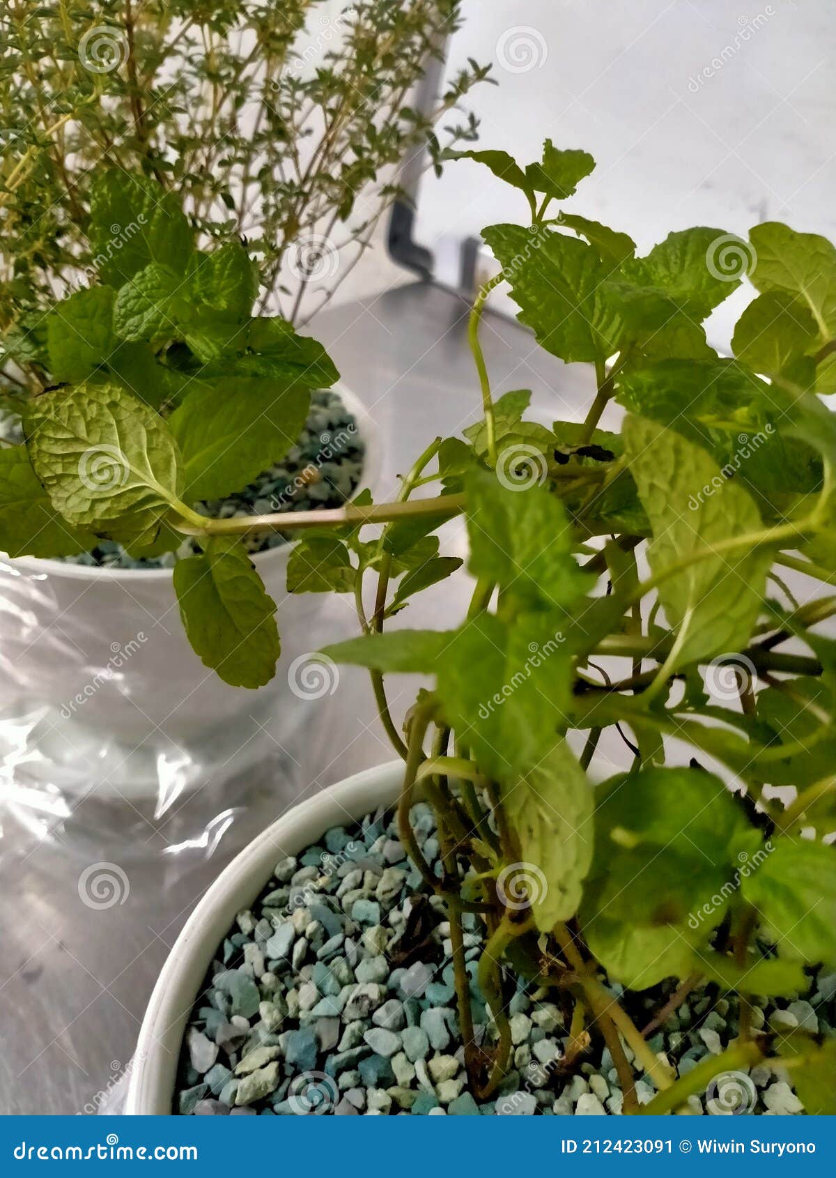 The Beautiful Green Mints in the Pot Stock Image - Image of herb, soil ...