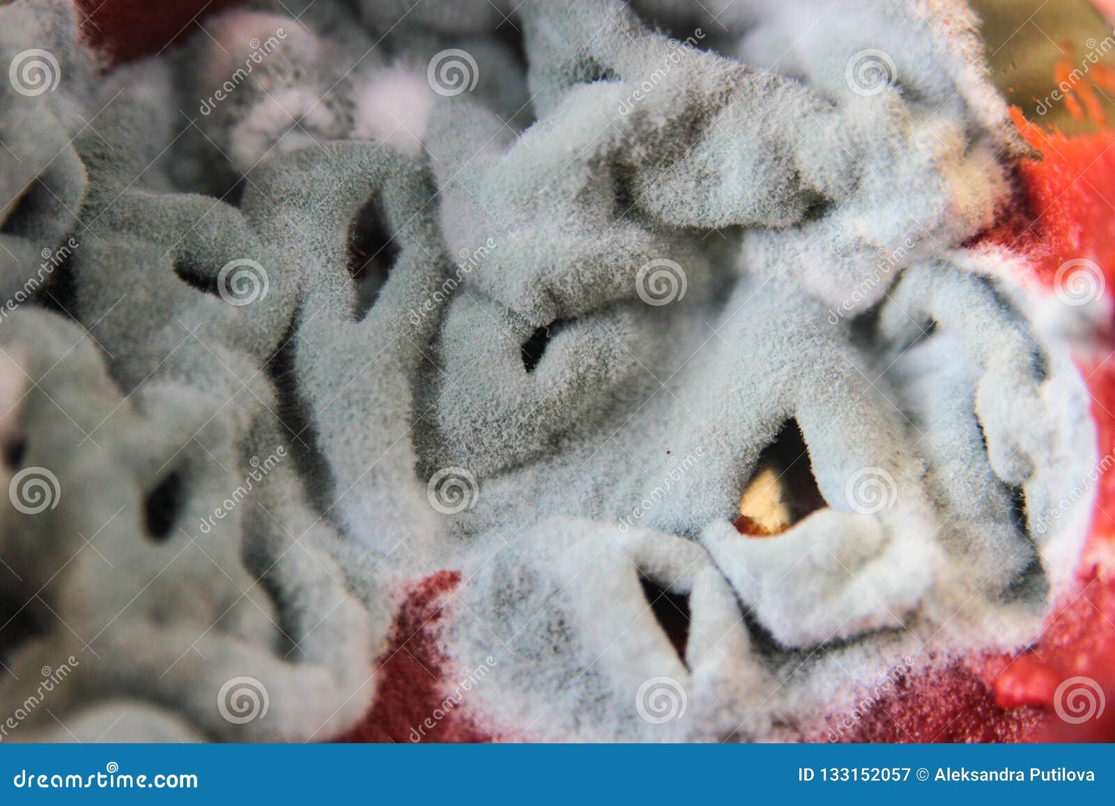 Beautiful Green Mold Pattern Stock Image - Image of fungal, biology ...