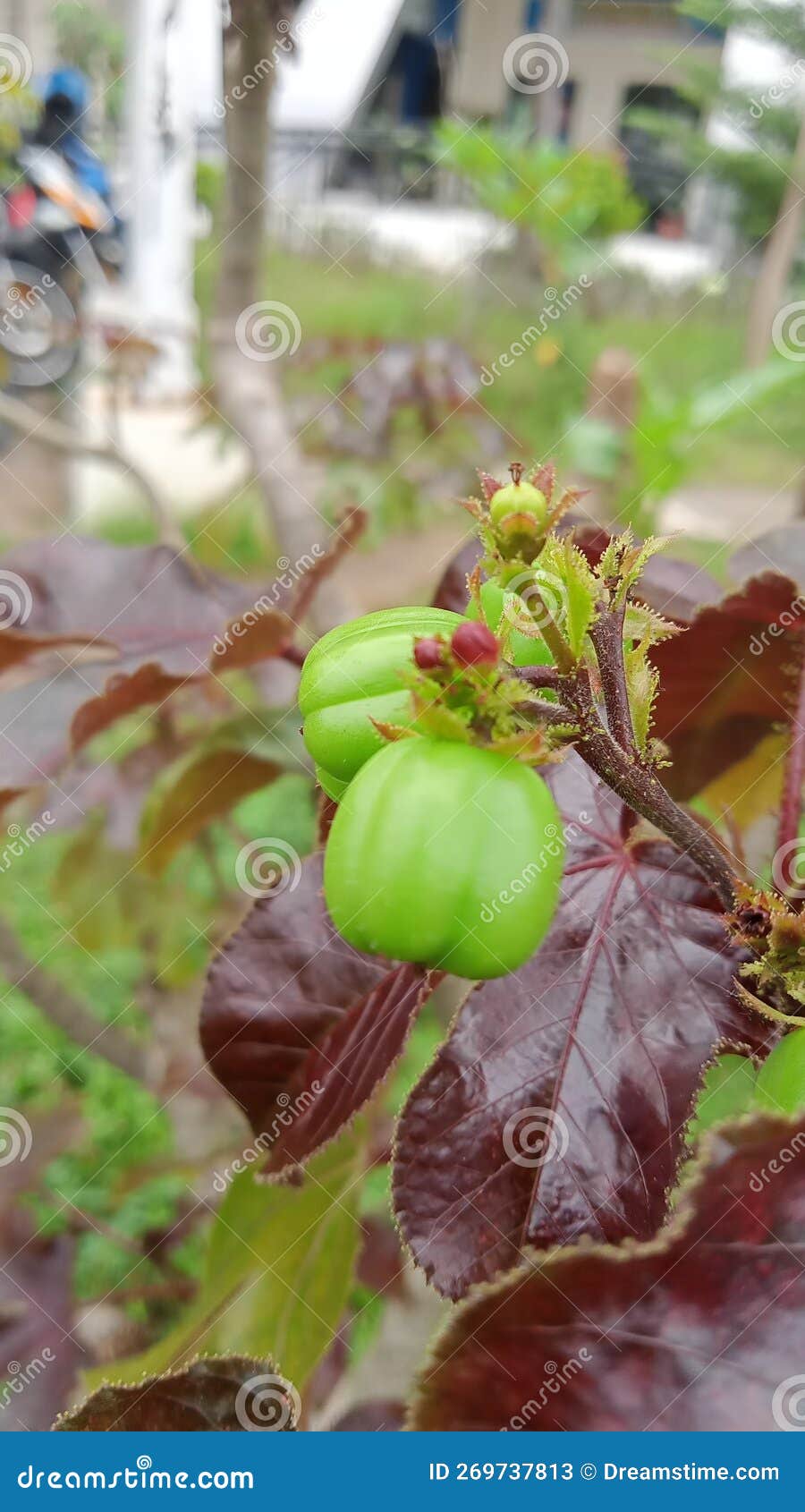 Beautiful Green Moon Fruit that Grows Fresh on this Earth Stock Image ...