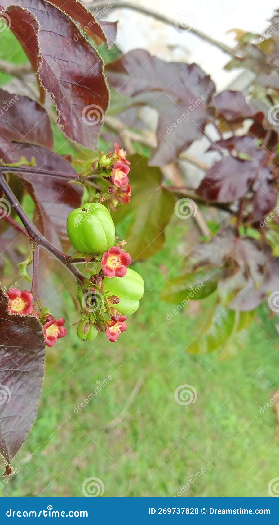 Beautiful Green Moon Fruit that Grows Fresh on this Earth Stock Photo ...