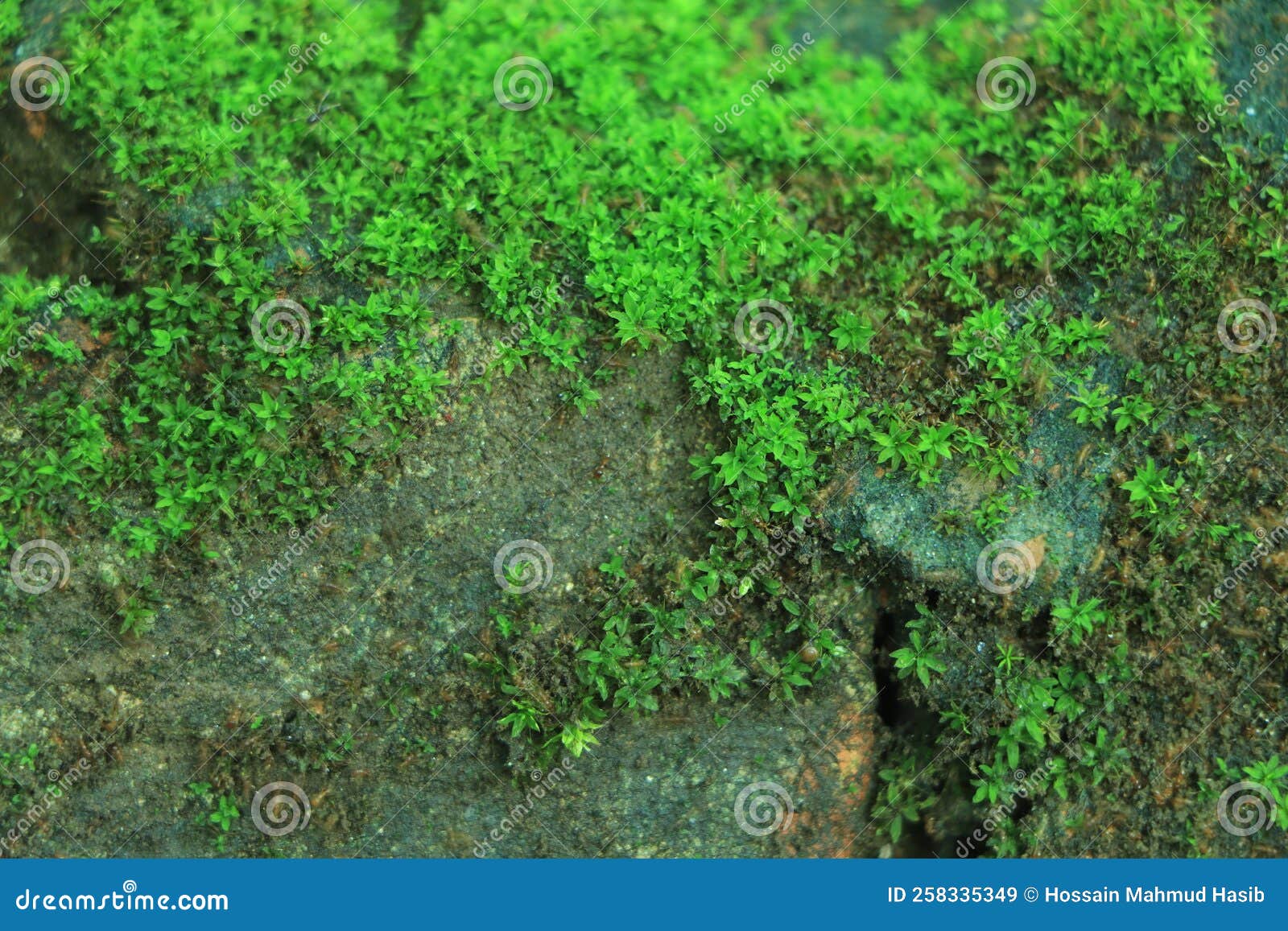 Beautiful Green Moss Close Up, Moss Texture, Moss Abstract Background ...