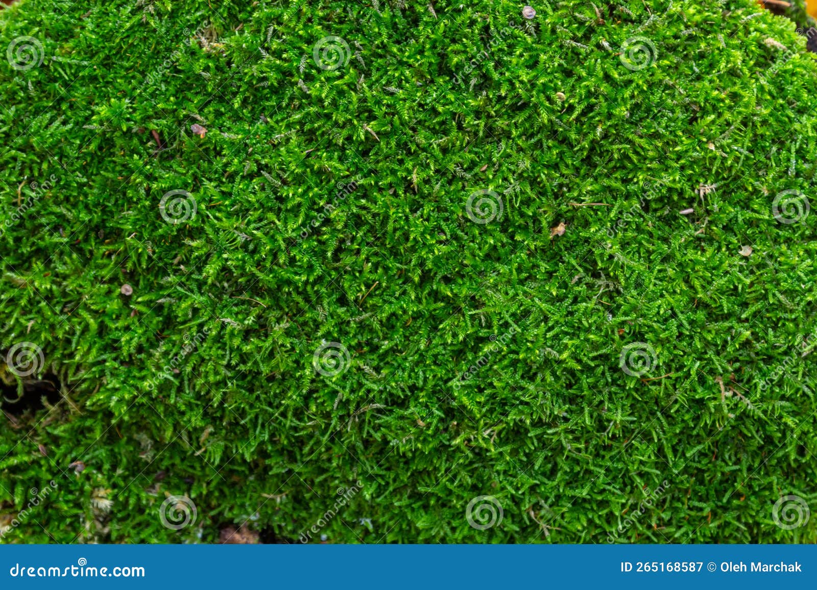 Beautiful Green Moss Close Up, Moss Texture, Moss Abstract Background ...