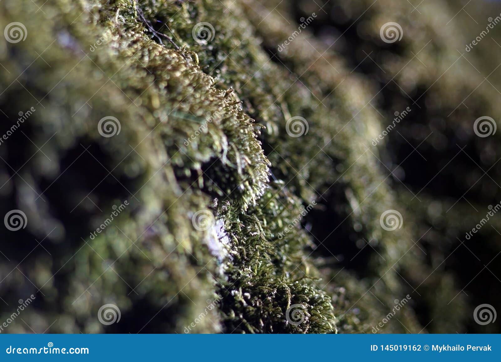 Beautiful Green Moss on the Floor, Moss Closeup, Macro. Beautiful ...