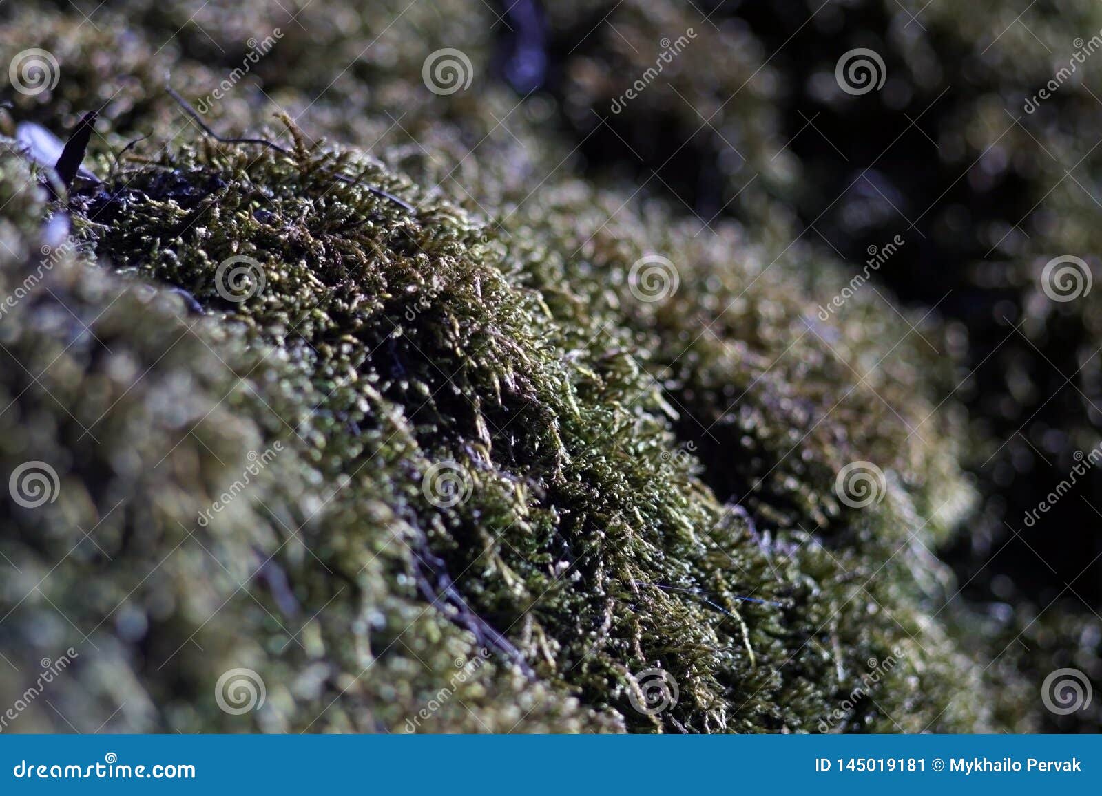 Beautiful Green Moss on the Floor, Moss Closeup, Macro. Beautiful ...