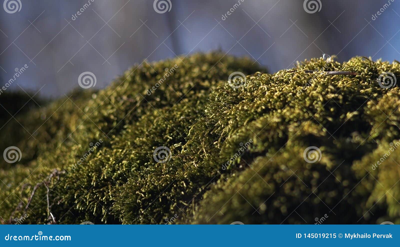 Beautiful Green Moss on the Floor, Moss Closeup, Macro. Beautiful ...