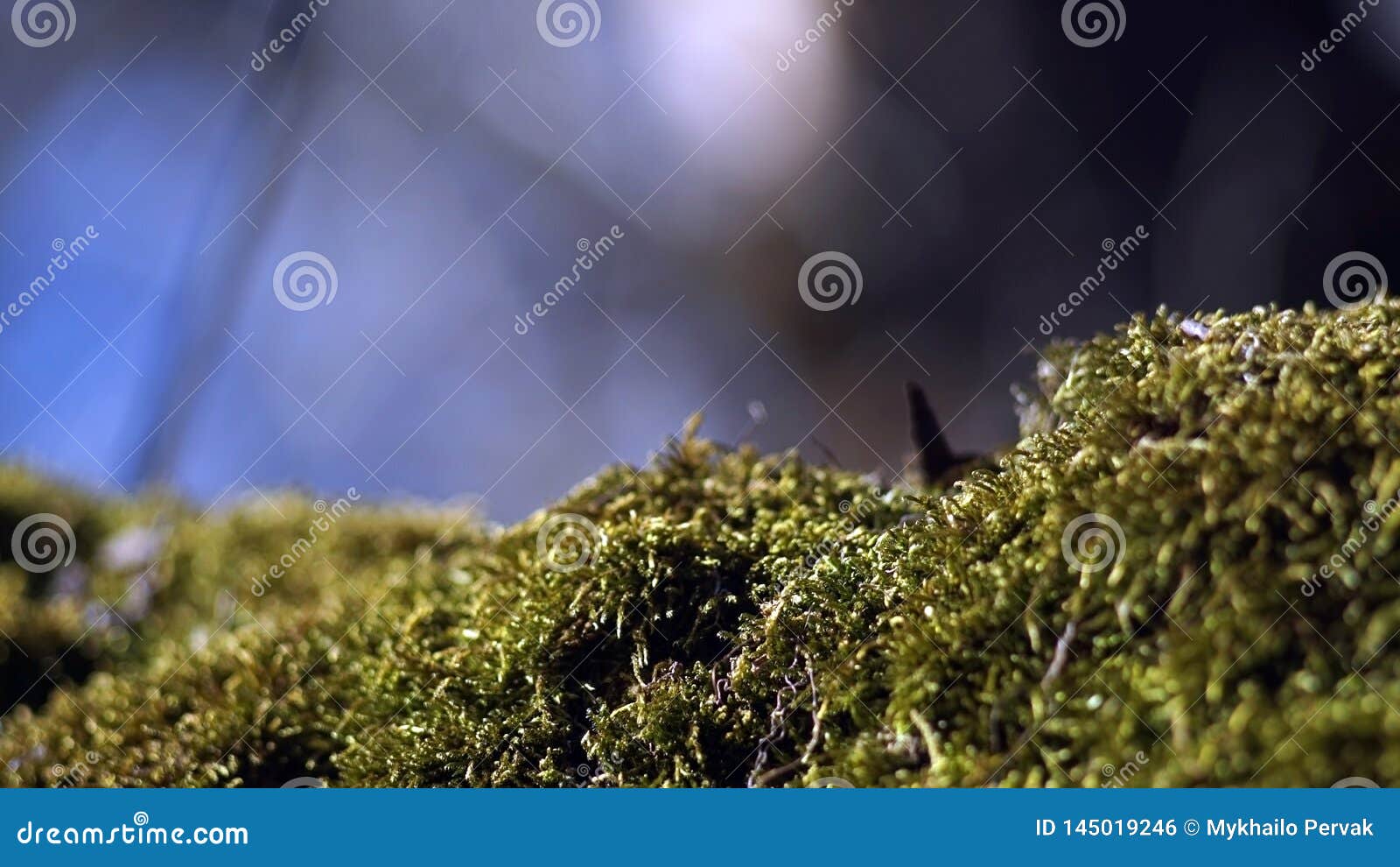 Beautiful Green Moss on the Floor, Moss Closeup, Macro. Beautiful ...