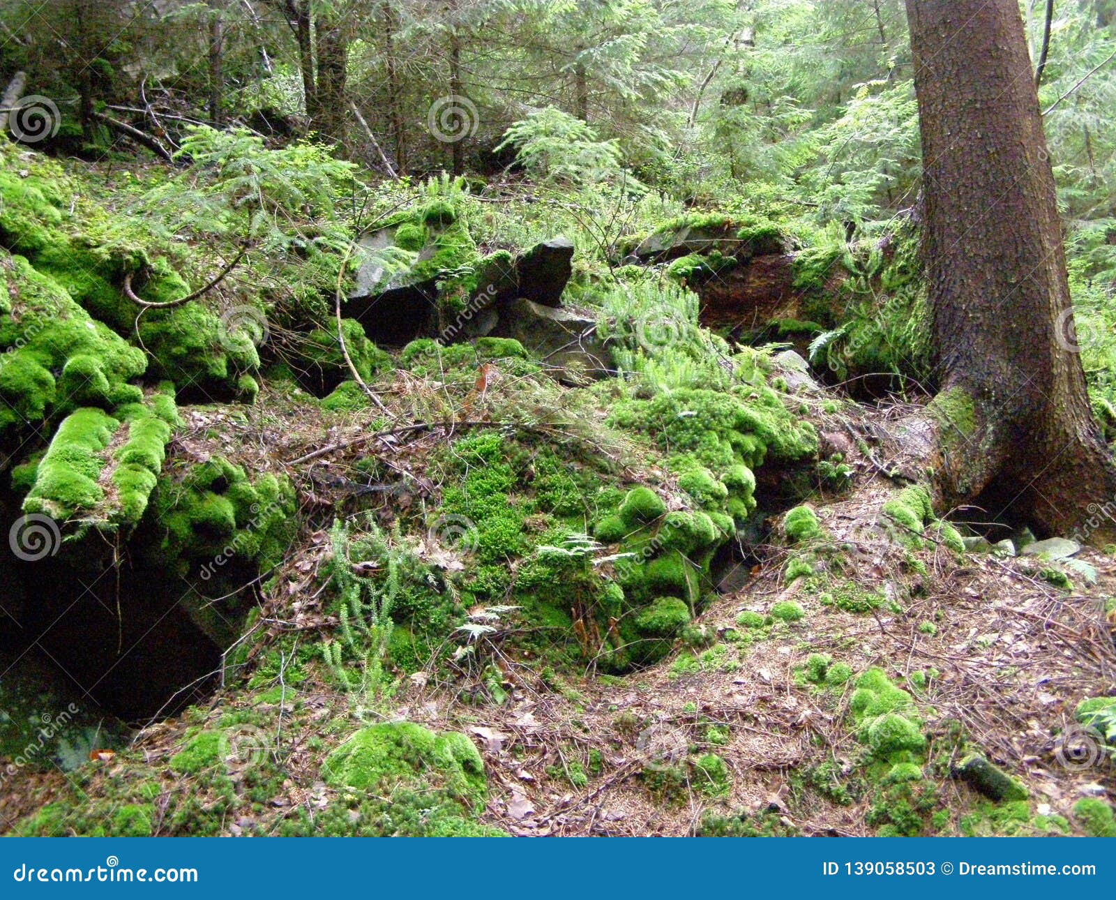 Beautiful Green Moss on Stones in the Forest Stock Image - Image of ...