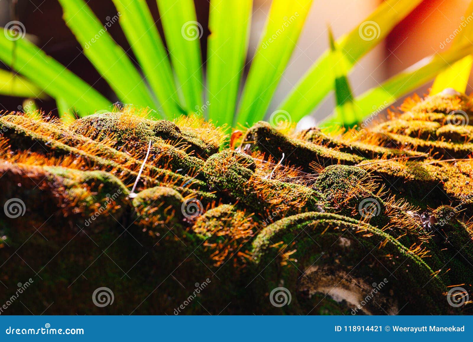 Beautiful Green Moss in the Sunglight Stock Image - Image of moss ...