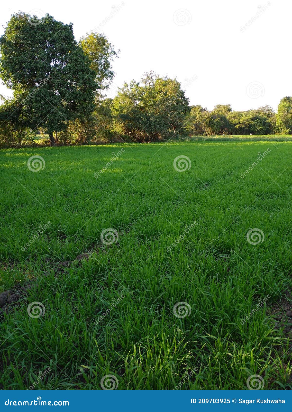Beautiful Green Nature Greenery Agriculture Form Stock Image - Image of ...