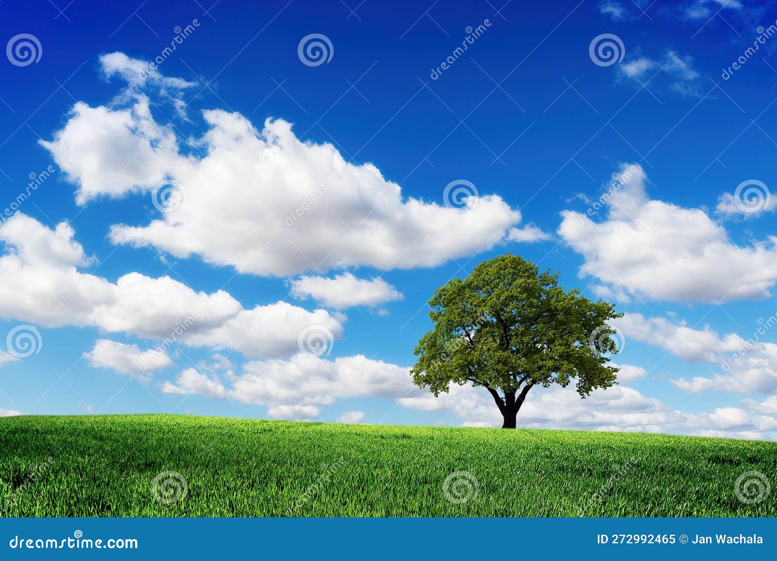 Beautiful Green Nature in Spring Stock Image - Image of single, tall ...
