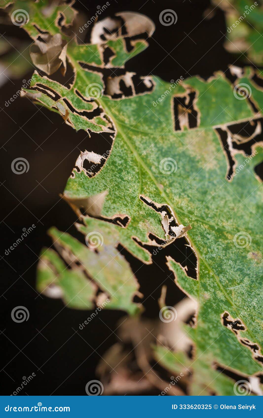 Beautiful Green Oak Leaf Cankered by Forest Insects, Soft Focused ...