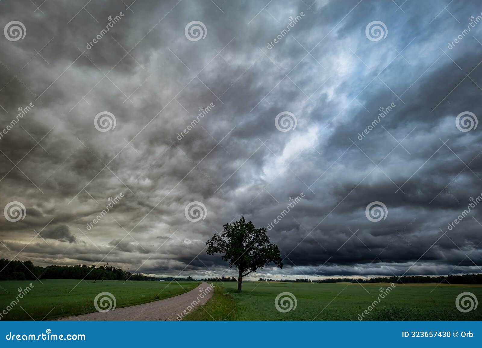 A Beautiful Green Oak Tree in a Field of Structured Clouds, a Bend in ...