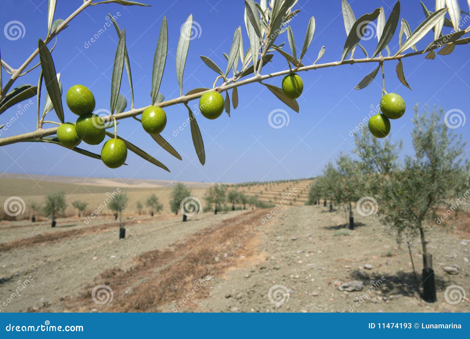 Beautiful Green Olive Field Macro Over Blue Sky Stock Image - Image of ...