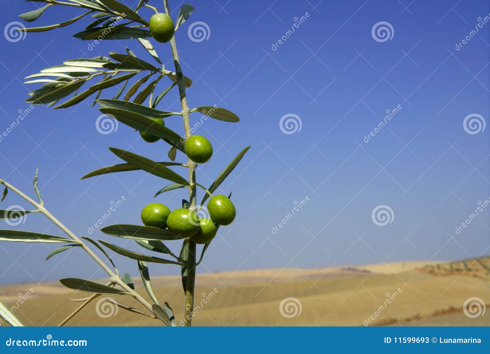 Beautiful Green Olive Field Macro Over Blue Sky Stock Image - Image of ...