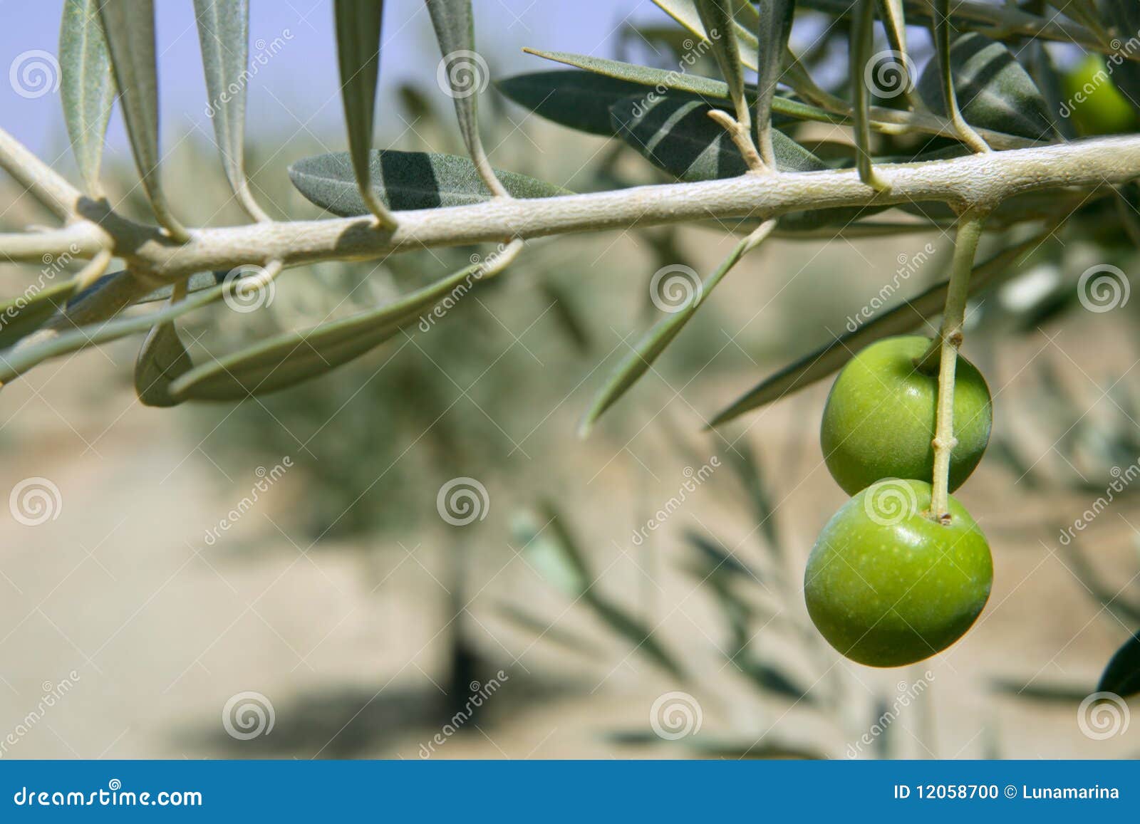 Beautiful Green Olive Field Macro Over Blue Sky Stock Photo - Image of ...