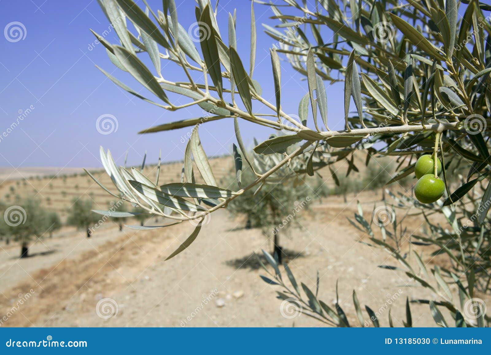 Beautiful Green Olive Field Macro Over Blue Sky Stock Photo - Image of ...
