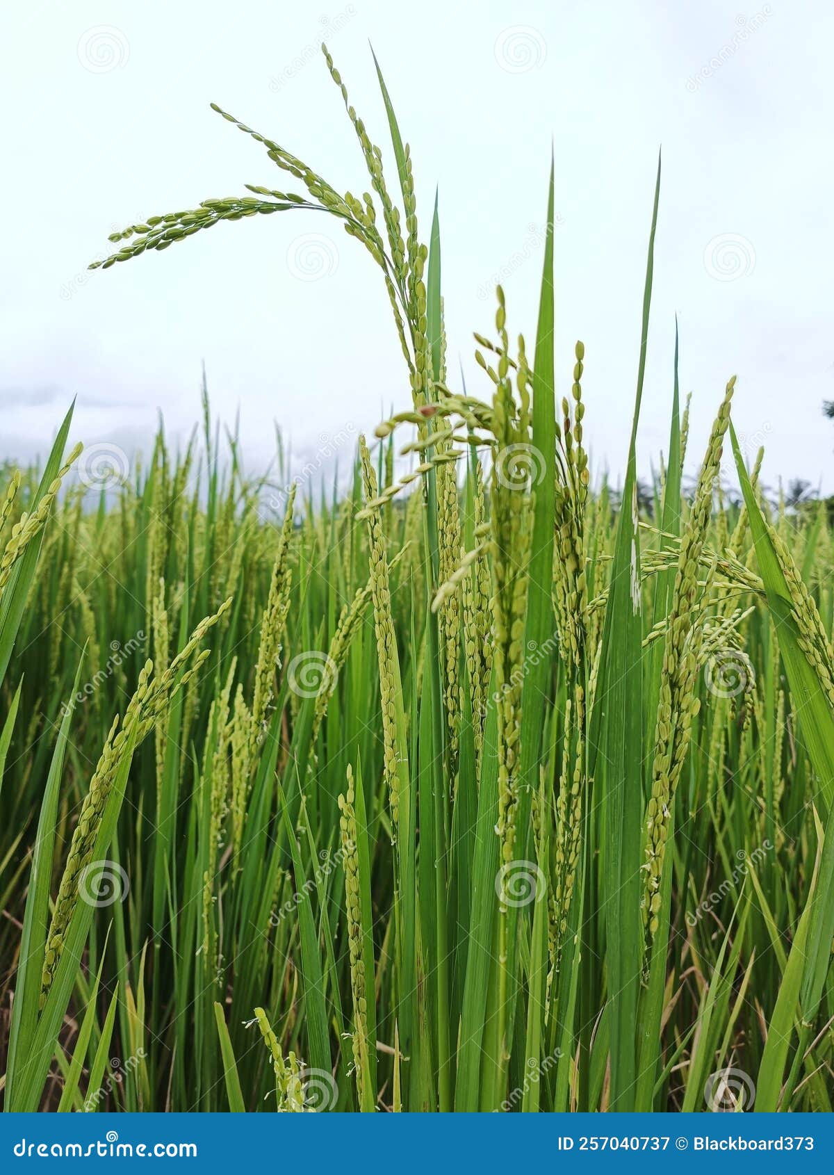Beautiful Green Paddy Field with Nature Stock Image - Image of ...