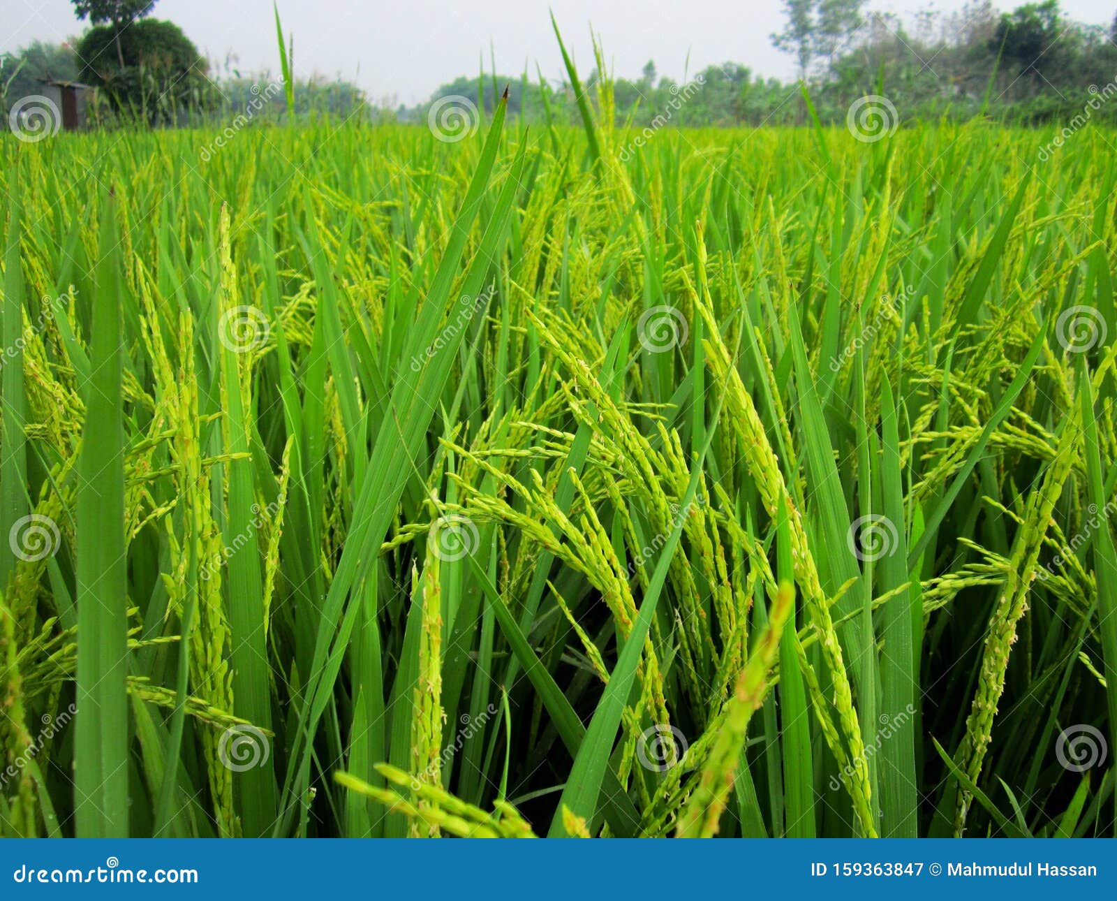Beautiful Green Paddy Rice Farm Paddy Rice Field Stock Image Image Of Plant Green 159363847