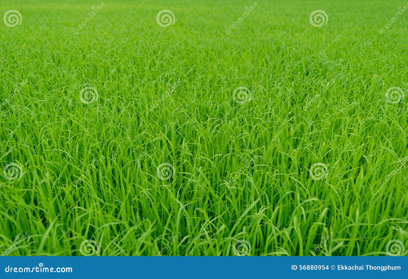 Beautiful Green Paddy Rice Field Background Stock Photo - Image of ...