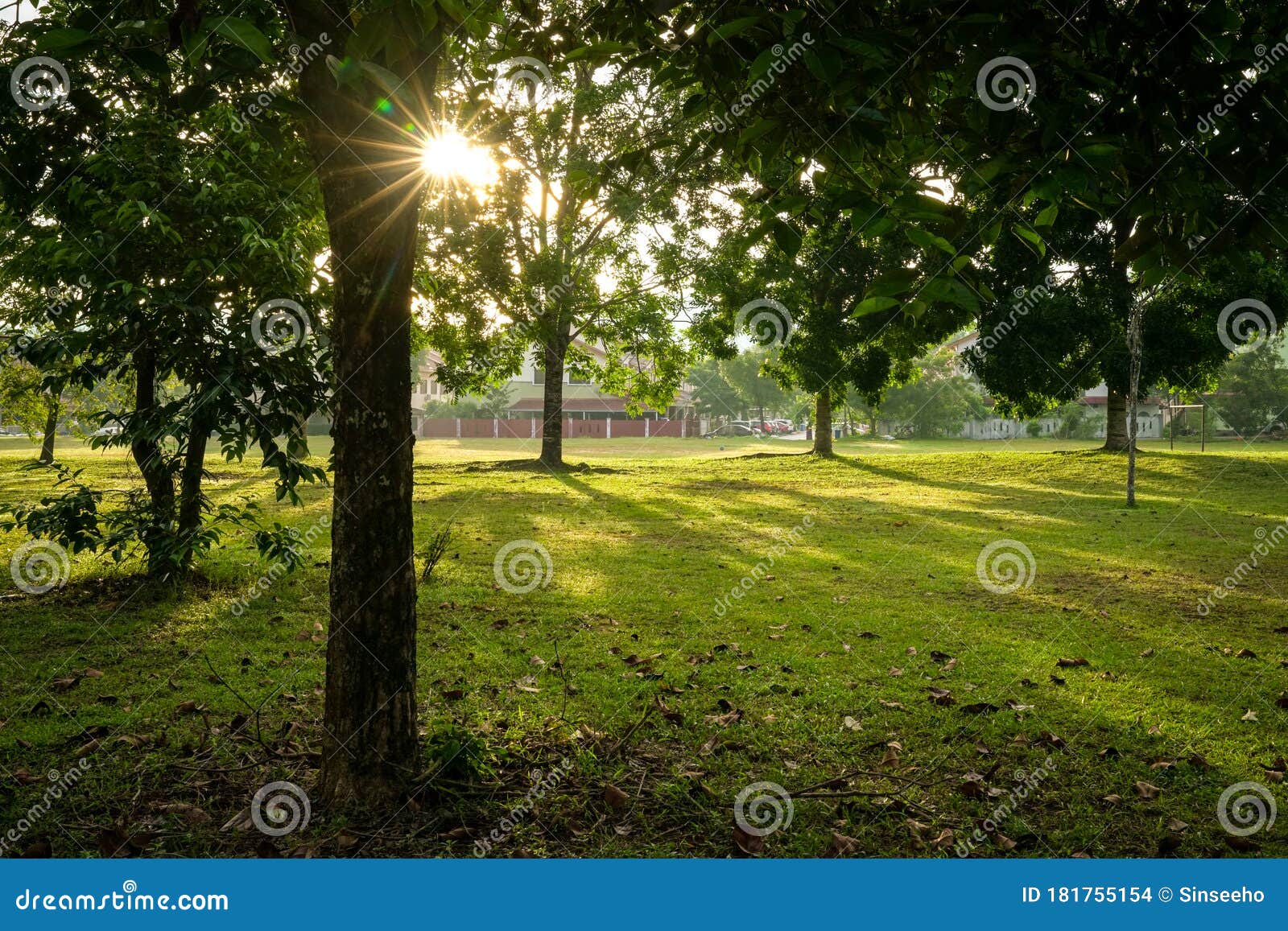 Beautiful Green Park with Trees. Sun Rays and Flares Stock Photo ...
