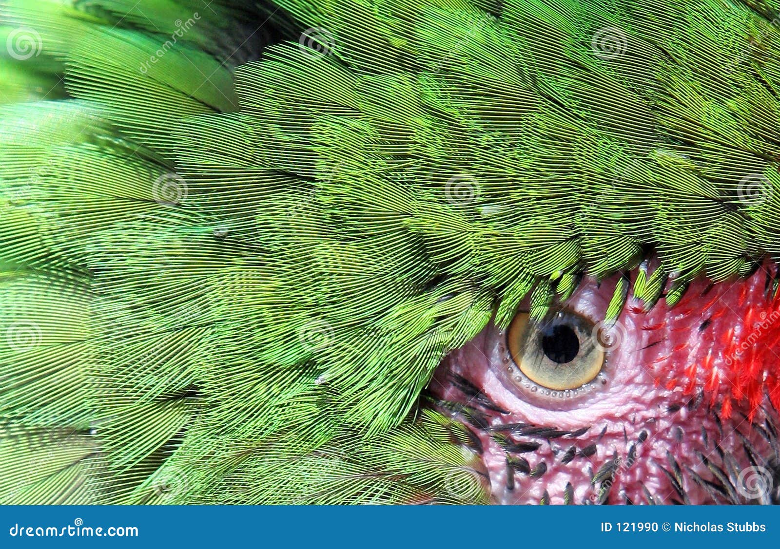 Beautiful Green Parrot Face and Eye Up Close and Personal Stock Photo ...