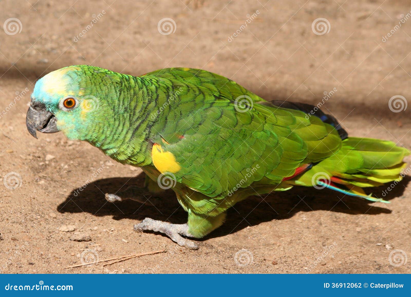 Beautiful green parrot stock photo. Image of exotic, yellow - 36912062