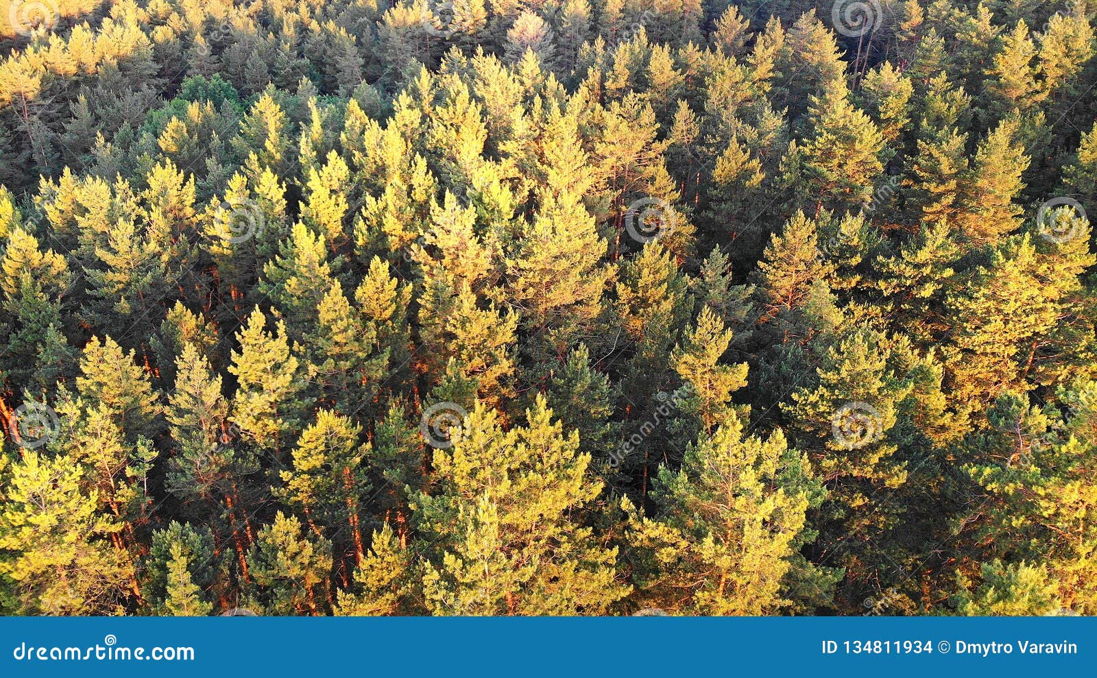 Pine Tree Forest. Top View. Stock Photo - Image of landscape, panorama ...