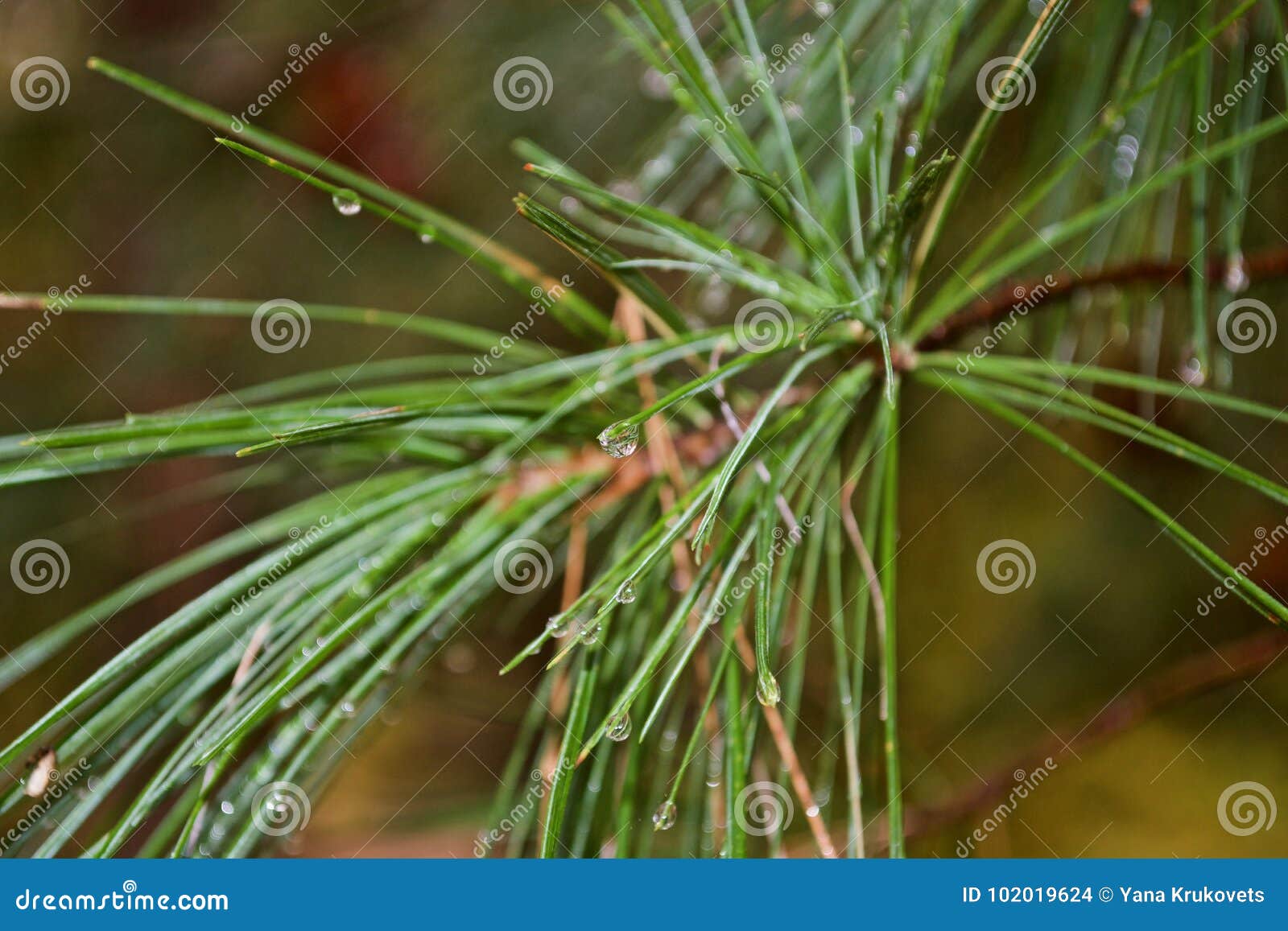 Beautiful pine-tree stock photo. Image of forest, tree - 102019624