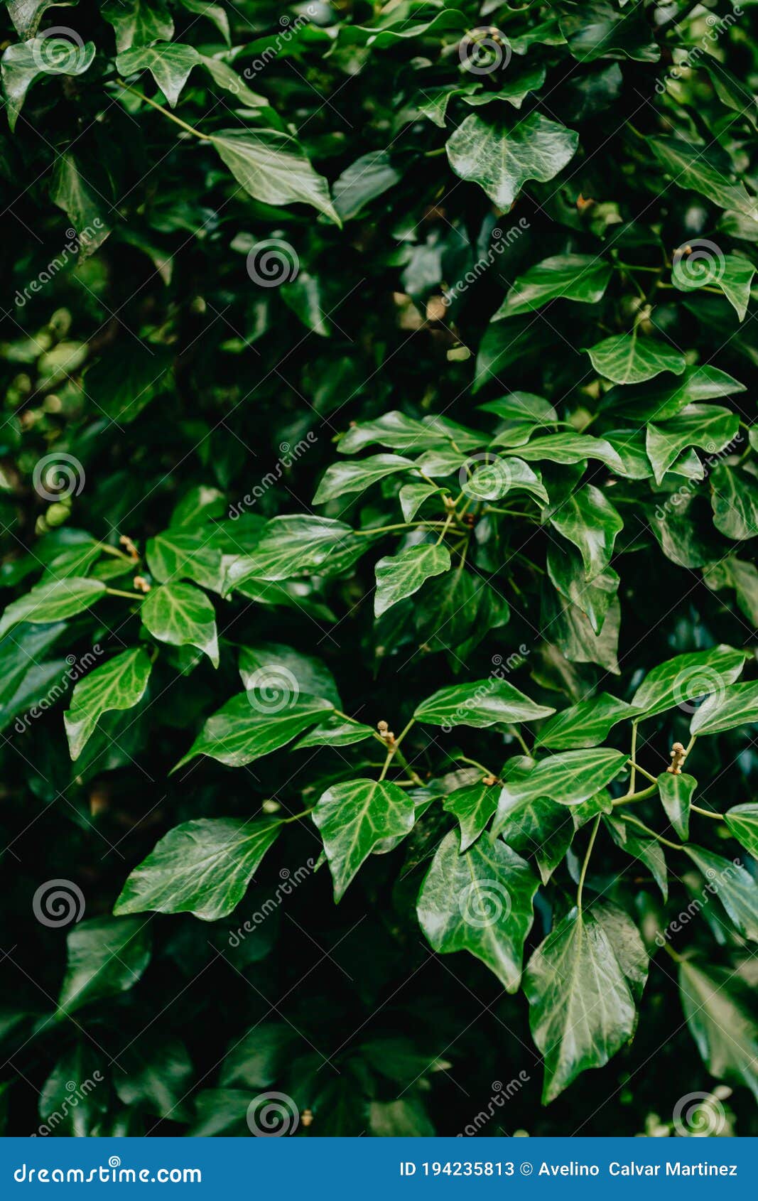A Beautiful and Green Plant Based Background Stock Image - Image of ...