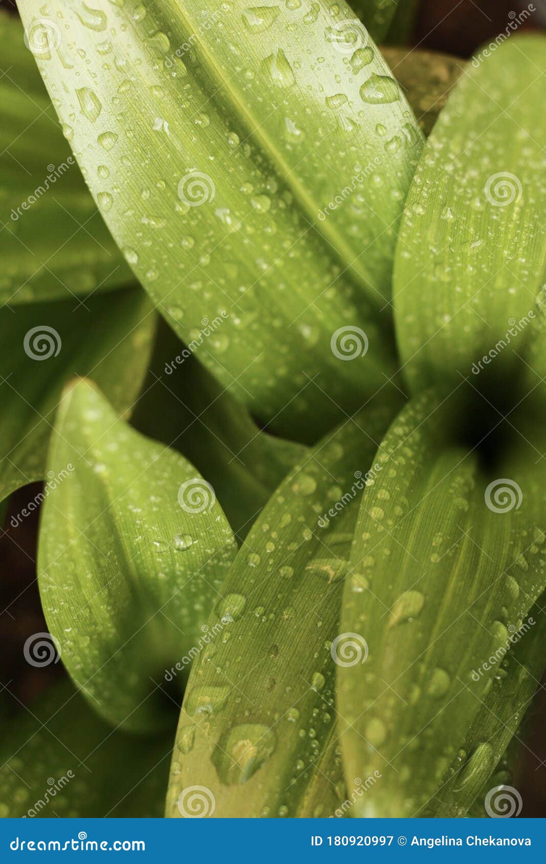 Beautiful Green Plant with Dew in the Garden Stock Image - Image of ...