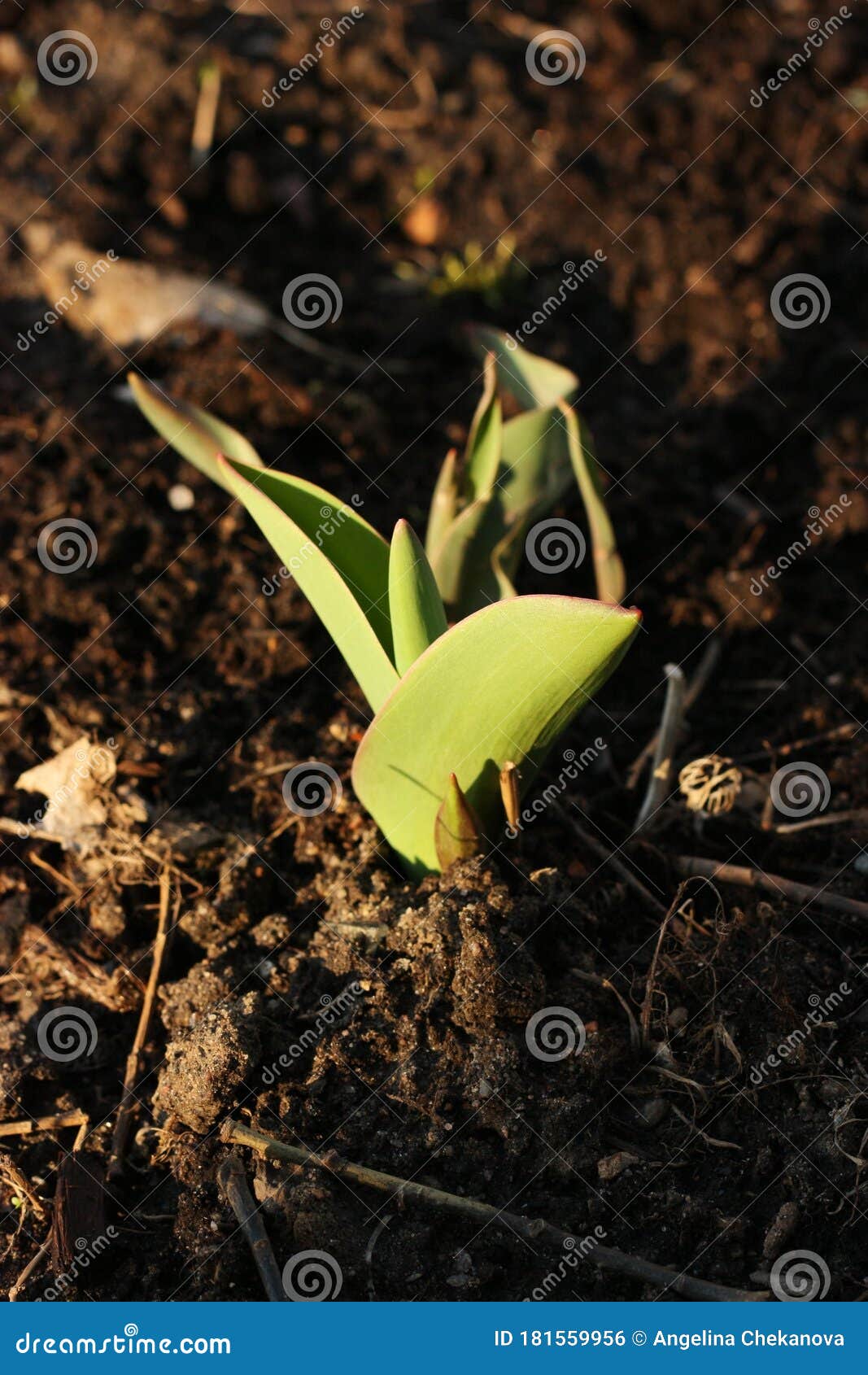 Beautiful Green Plant in the Garden View Stock Photo - Image of grass ...