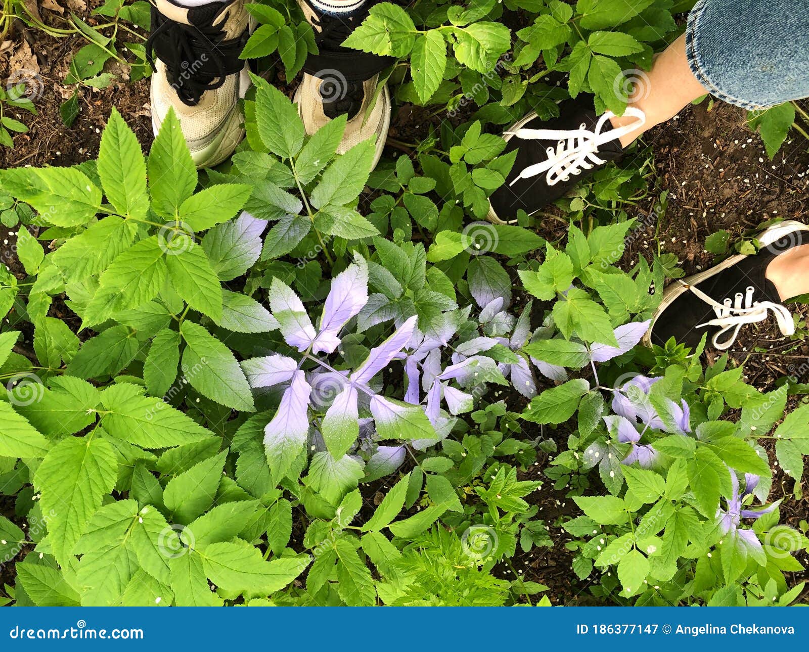 Beautiful Green Plant in the Garden View Stock Image - Image of macro ...