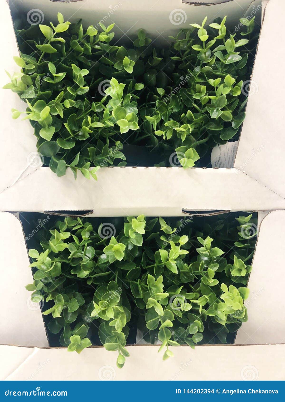 Beautiful Green Plant in a Pot View Stock Photo - Image of house ...