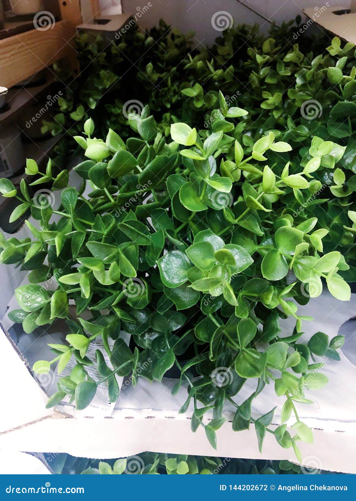 Beautiful Green Plant in a Pot View Stock Photo - Image of plant ...
