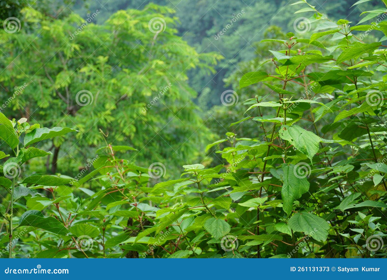 Beautiful Green Plants in Forest Stock Image - Image of color ...