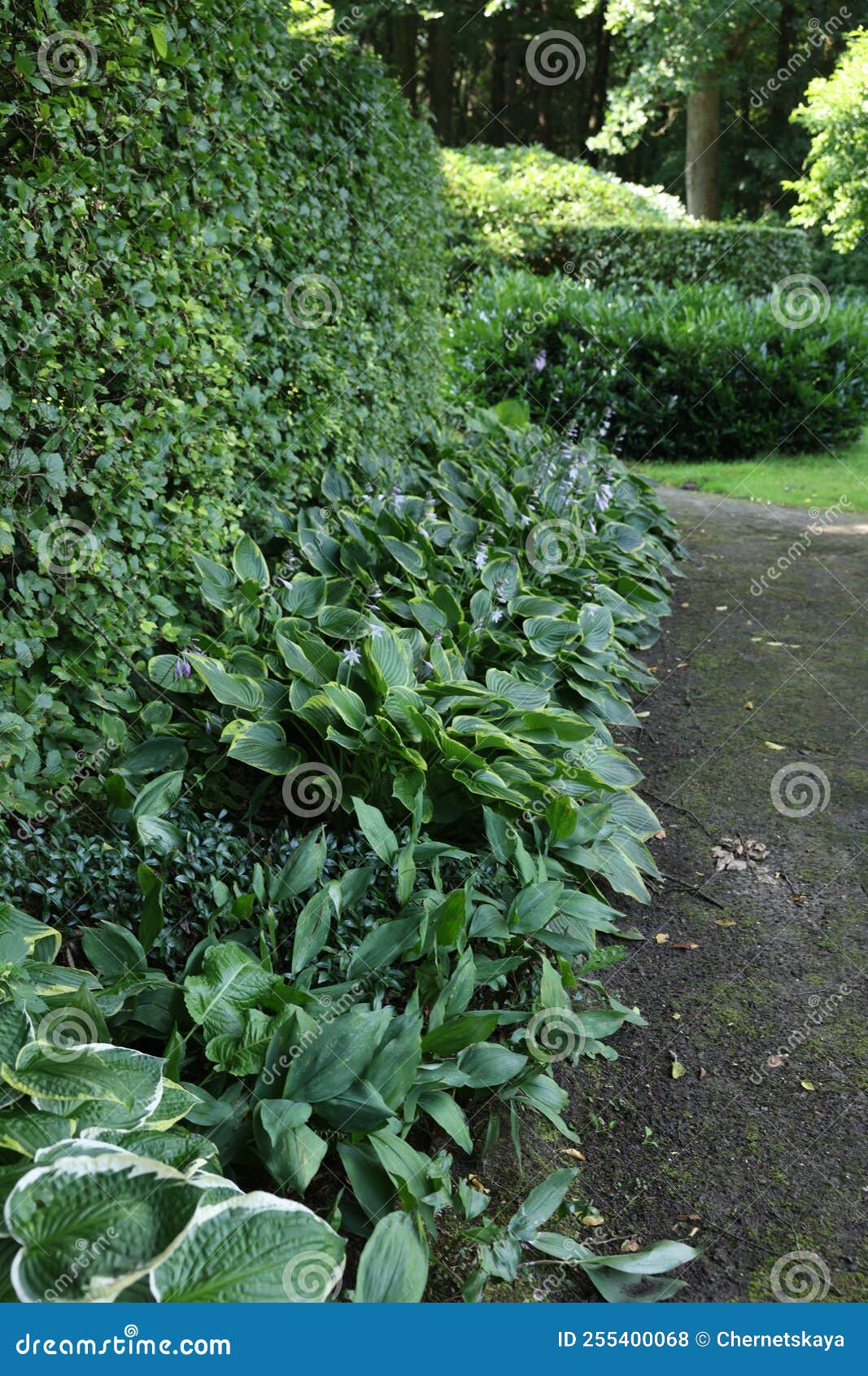 Beautiful Green Plants and Pathway in Garden Stock Photo - Image of ...